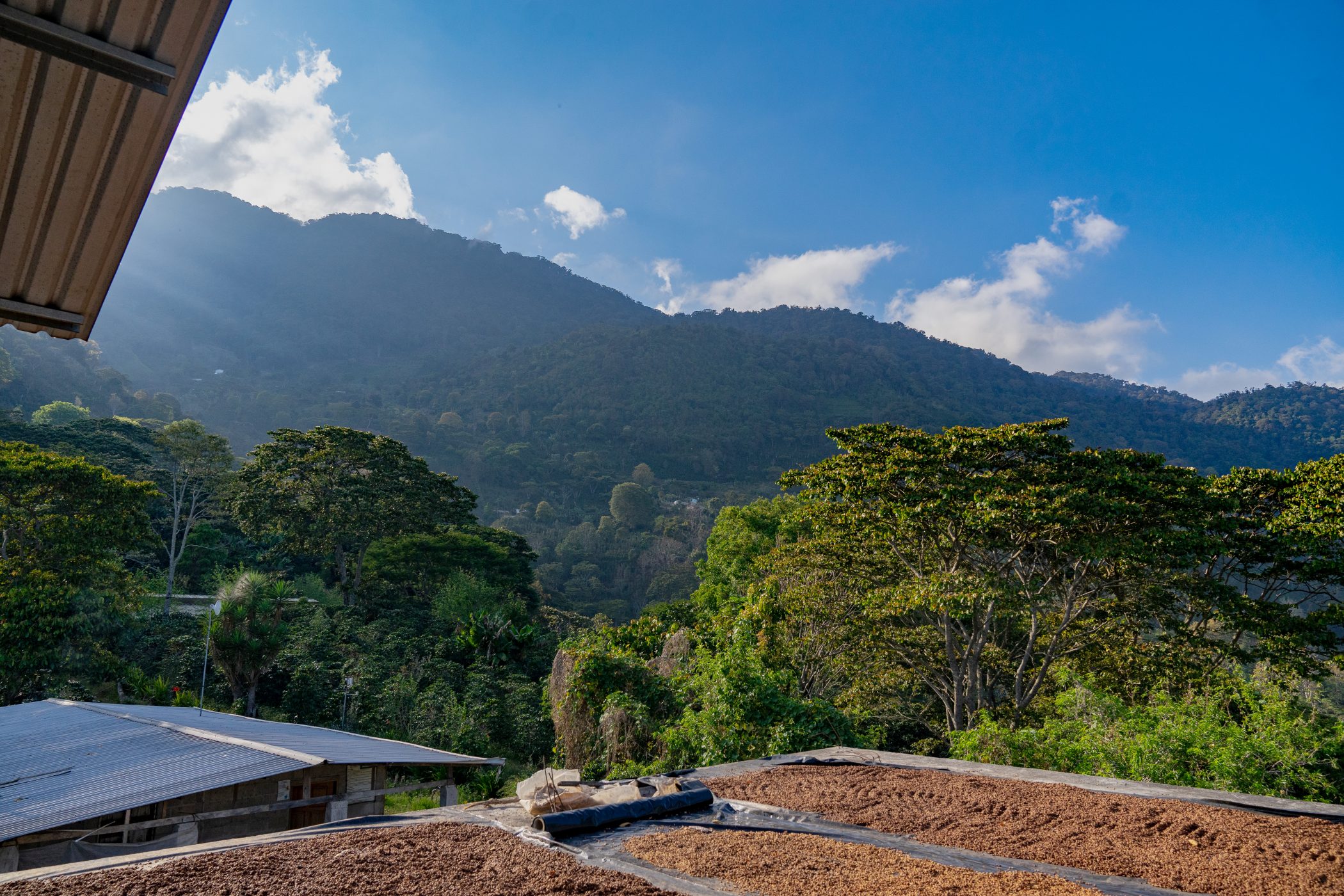 Only Organic Coffee | Dukes Coffee Roasters